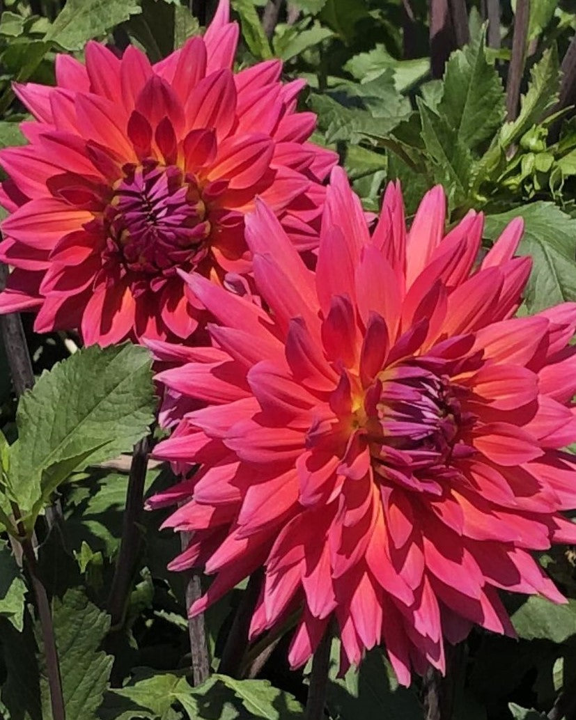 Green River Dahlias