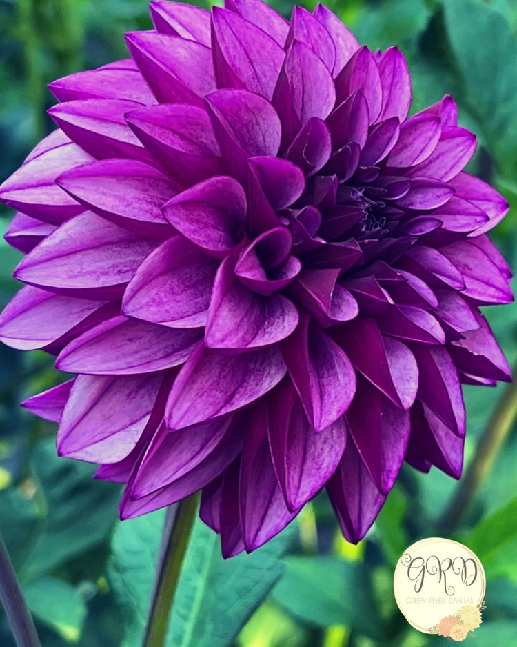 Green River Dahlias