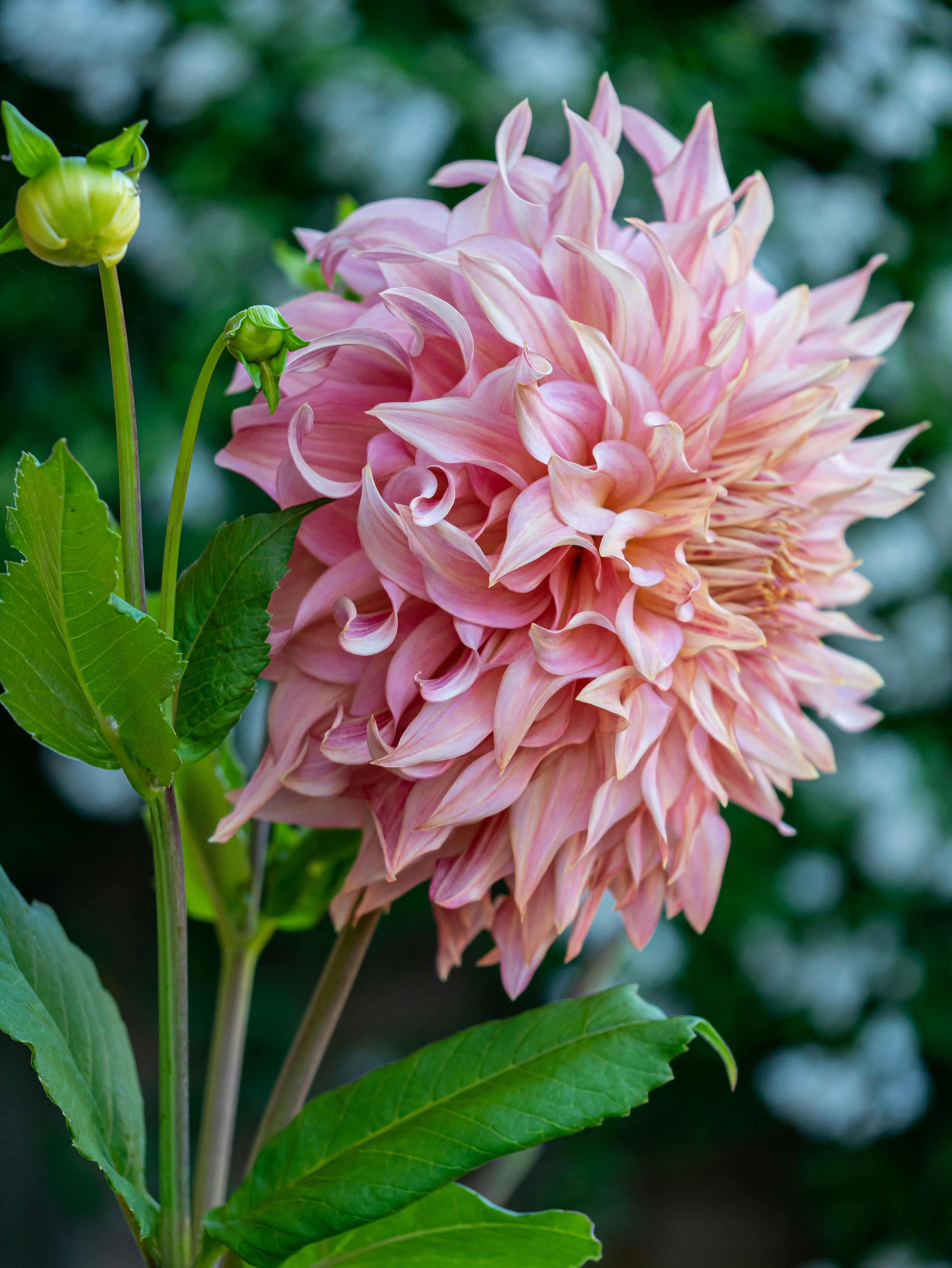 Green River Dahlias