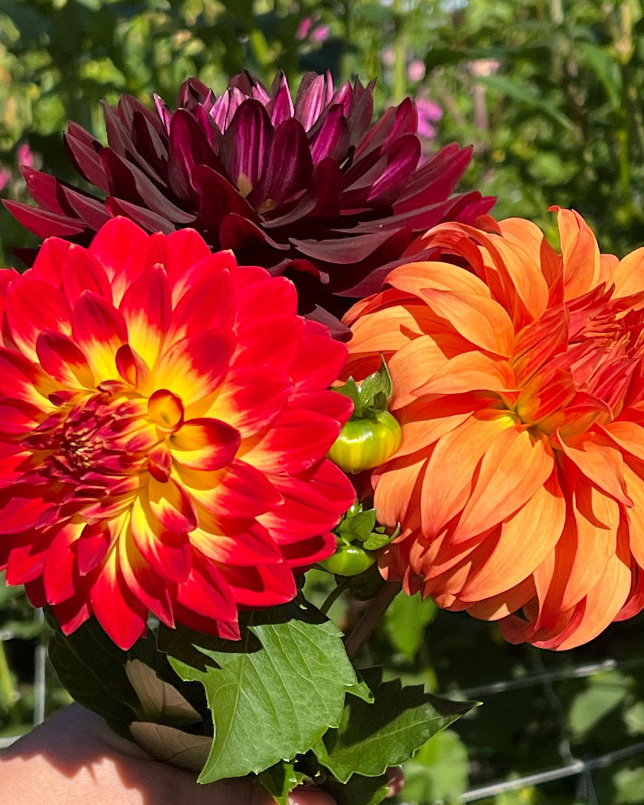 Green River Dahlias