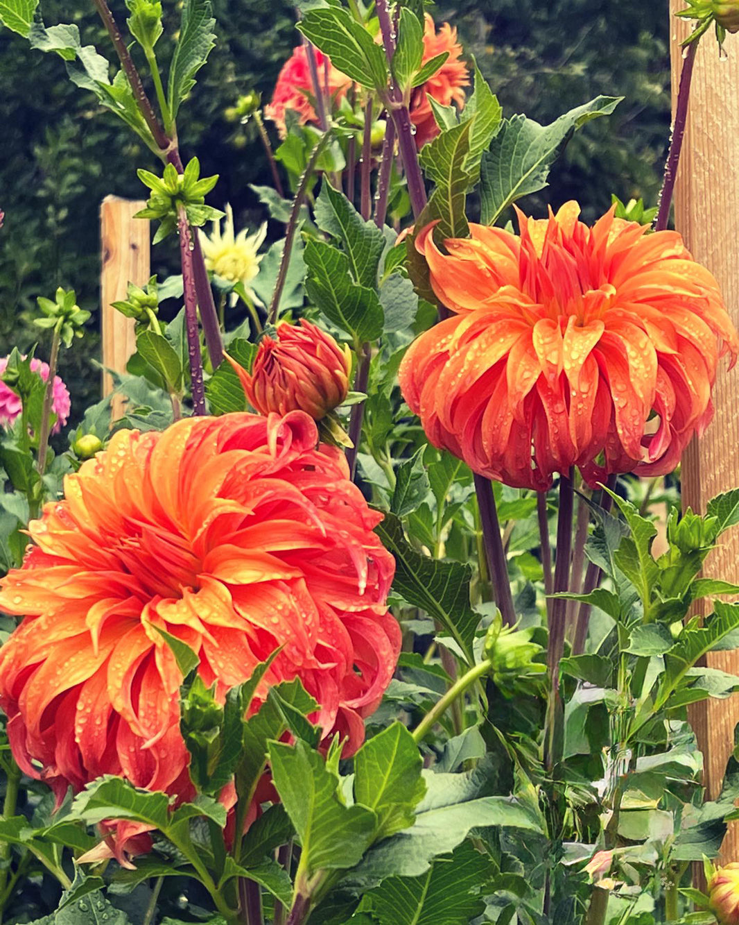 Green River Dahlias